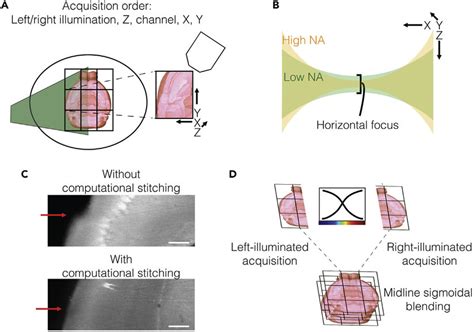 Light Sheet Imaging Parameters For Cellular Imaging Across The Entire Download Scientific