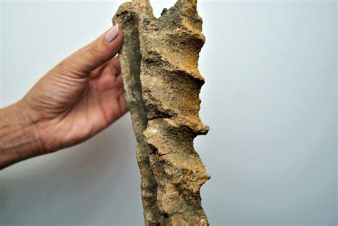 Spinosaurus Premaxillary Jaw Fossil Id The Fossil Forum