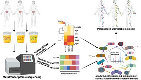 Metatranscriptomics Based Metabolic Modeling Of Patient Specific