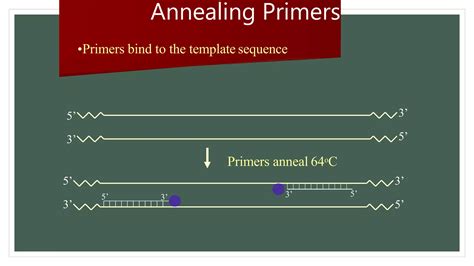 Polymerase Chain Reaction Pcr Ppt