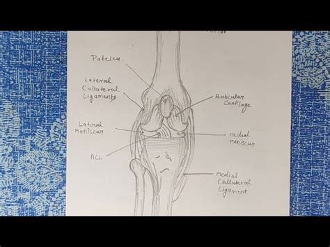 Knee Joint Diagram Drawing