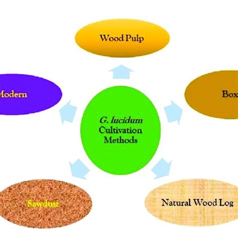 Different Methods Of G Lucidum Cultivation Download Scientific Diagram