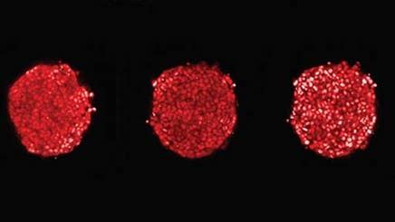 Clearing Strategies For 3d Spheroids Revvity