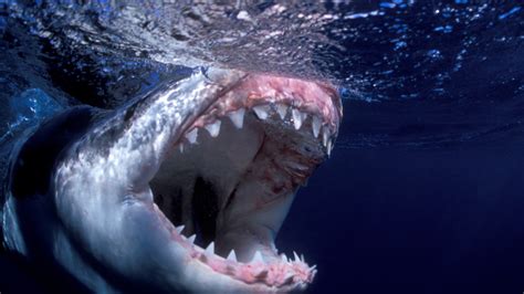 Terrible Shark Attacks