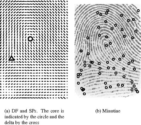 figure 1 1 from fingerprint identification feature extraction