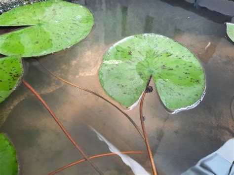 Details Of The Lotus Leaf Surface Stock Image Image Of Flower Green 324926723