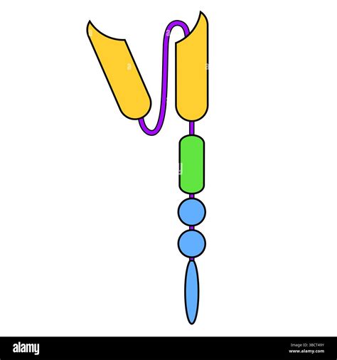Chimeric Antigen Receptor T Cell Symbol Of Car T Cell Sign Of An