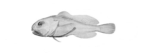 Blob Fish Champak Magazine