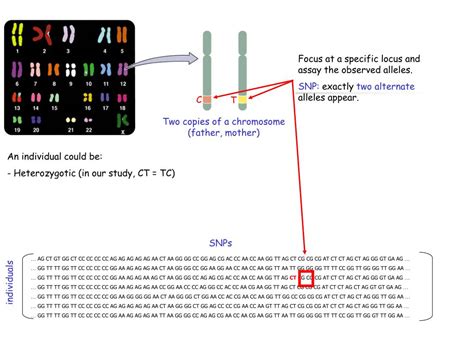 Ppt Cur Matrix Decompositions For Improved Data Analysis Powerpoint Presentation Id3545223