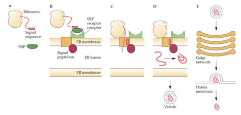 Protein Secretion Pathways Biology Ease