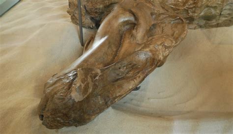 North Dakota Mummified Dinosaur