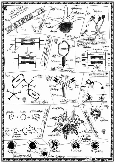 جميع رسومات الأحياء للصف الثالث الثانوي شبابيك