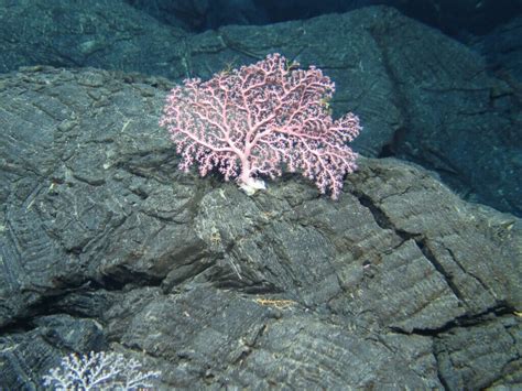 Deep Sea Mining Moratorium Against Threatened Exploitation
