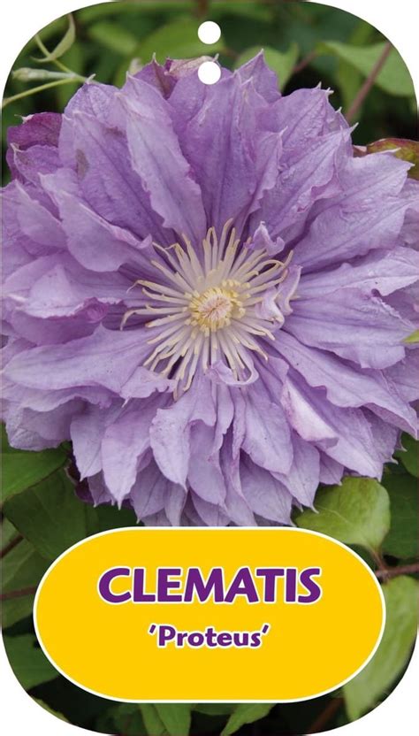 Clematis Proteus El — Plant Wholesale Floraccess