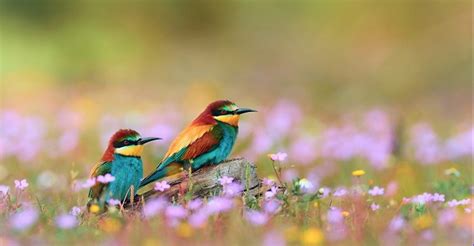 10 найгарніших птахів України фото та опис ОЧМАНІТИ