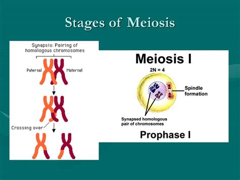 Meiosis Science Ppt Download