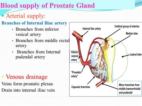 Prostate Seminal Vesicle And Ejaculatory Duct Ppt Video Online Download