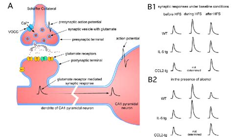 how are excitation and inhibition involved in synaptic transmission at