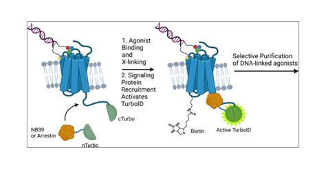 Xiaoyong Z On Linkedin Direct Selection Of Dna Encoded Libraries For