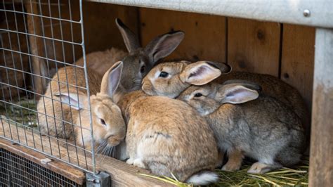 How To Keep Outdoor Rabbits Warm In Winter 2025 Rooted Revival
