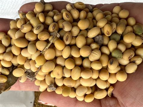 รวบรวมขนย้ายผลผลิต เมื่อวันที่ 11 เมษายน 2565 กลุ่มผลิตเมล็ดพันธุ์ รวบรวมขนย้ายและลดความชื้น