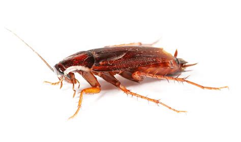 Cockroach Removal And Treatment Pacific Nw Pest Control Portland And Vancouver