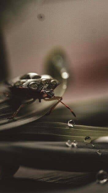 Premium Photo A Bug With A Bug On Its Head