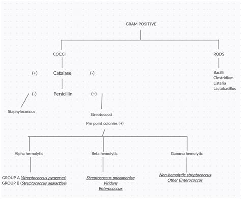 Solved On A Blank White Sheet Of Paper Sketch A Dichotomy Chart As A Flow Course Hero