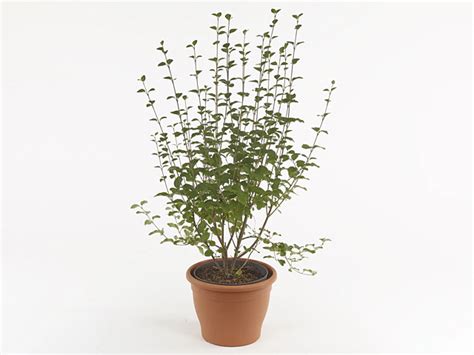 Syringa Varieties Global Flowers Club