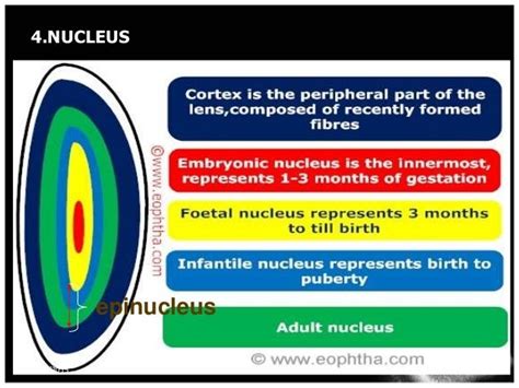 Human Lens Anatomy