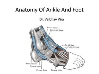 Anatomy Of Ankle And Foot Ppt