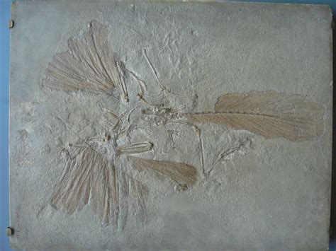 Transitional Fossils