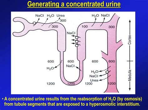 Extracellular Fluid
