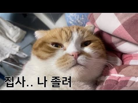 자려고 집사옆에 누운 고양이 YouTube