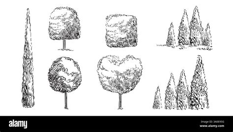 Hand Drawing Trees Set Monochrome Sketches Of Different Trees Vector