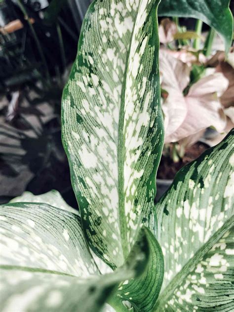 15 Dieffenbachia Varieties To Grow At Home