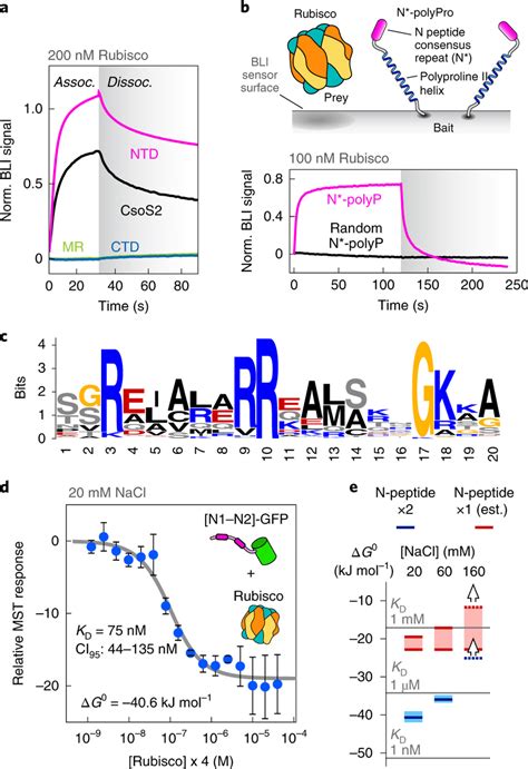 Identification And Energetics Of The Rubisco Binding Element A Bli Download Scientific Diagram