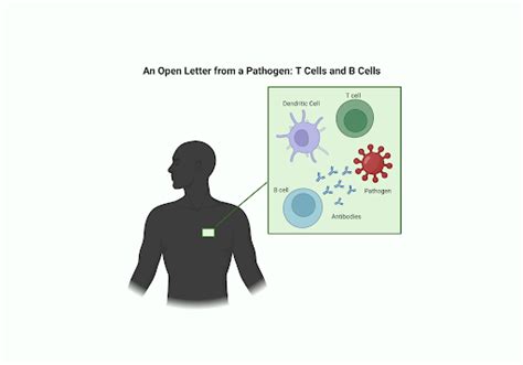An Open Letter From A Pathogen T Cells B Cells The Chicago Council On Science And Technology