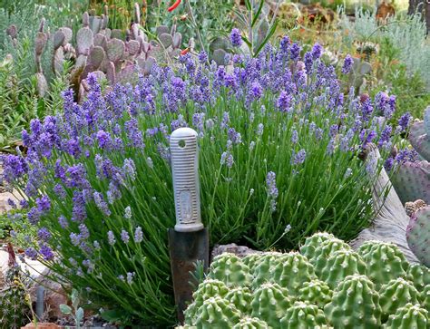 Top Ten Natural Nectar Plants