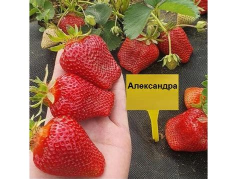 Купить саженцы Клубника Александра в Беларуси, рассаду клубники купить ...