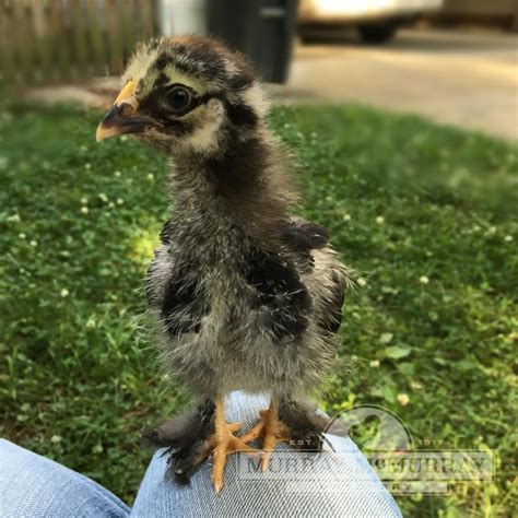 Murray Mcmurray Hatchery Silver Laced Cochins
