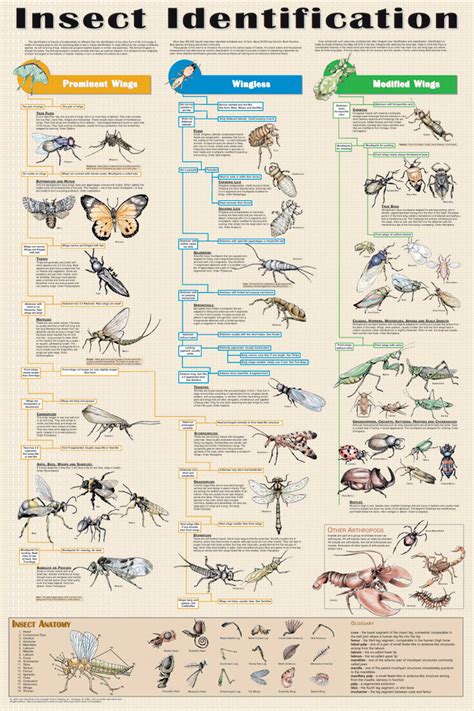 Insect Identification Guide Pdf At Jaime Cardenas Blog