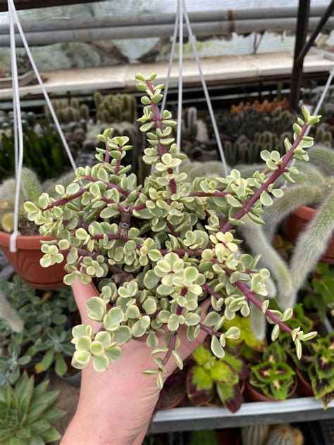 Portulacaria afra 'Variegata' | Succulents \ Portulacaria | Kaktusy ...