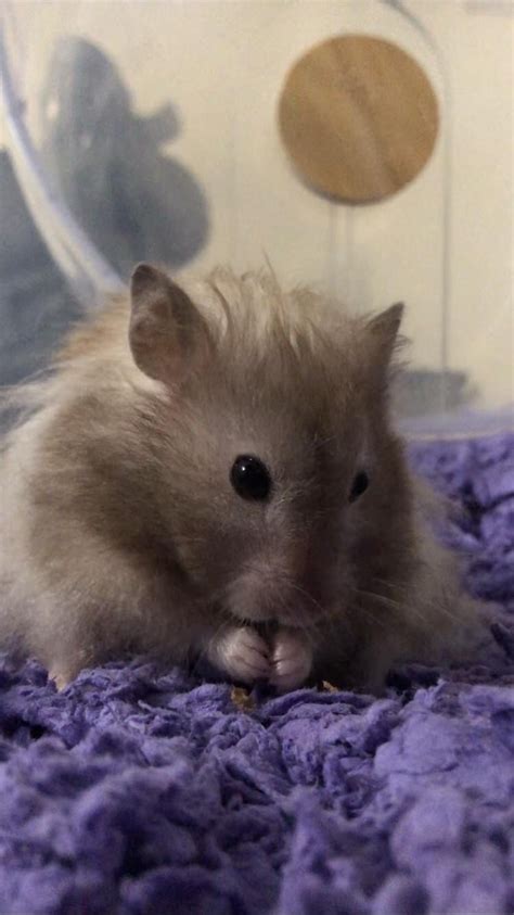 Ruby Girl Trying To Figure Out Why She Only Got One Treat R Hamsters