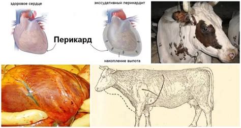 Pericarditis Traumática Por Qué Y Síntomas Ocurren Tratamiento Del Ganado