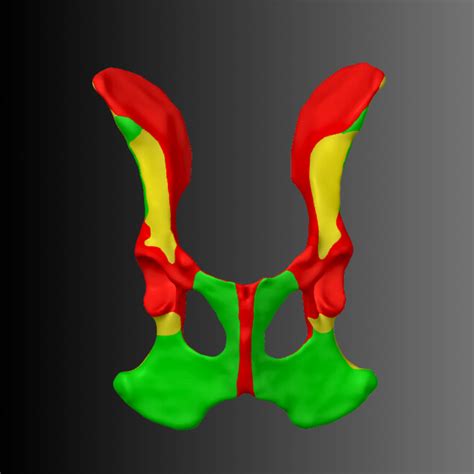 Анатомічна модель тазу собаки карта кістки купити в Україні ціна від 1 390 грн