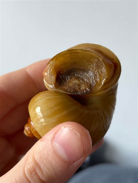 My Mystery Snails Operculum Seems To Sort Of Be Eroding R Aquaticsnails
