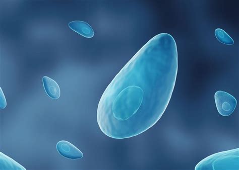 Chronic Toxoplasmosis Debilitating Stealth Underdiagnosed