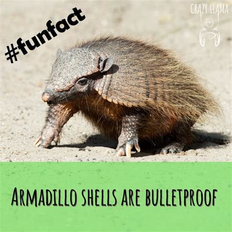 A Texan Man Tried To Shoot An Armadillo But He Found Himself At The
