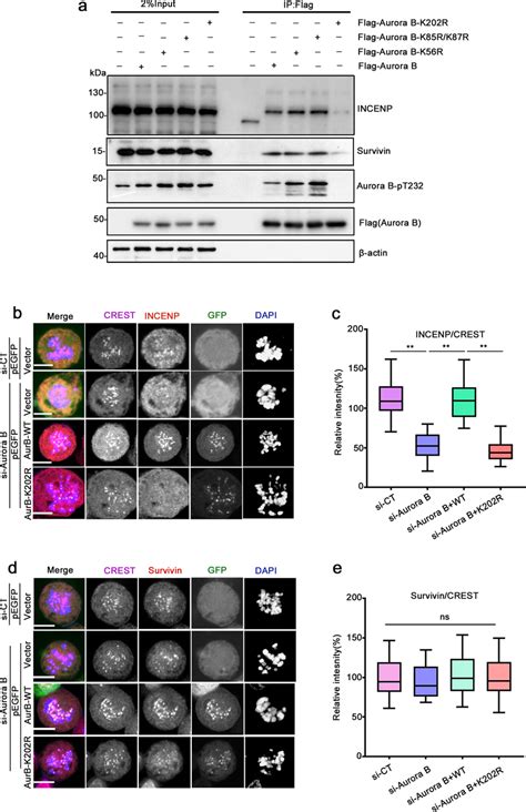 Ubiquitination Of Aurora B At Lys202 Facilitates The Formation Of Cpc Download Scientific